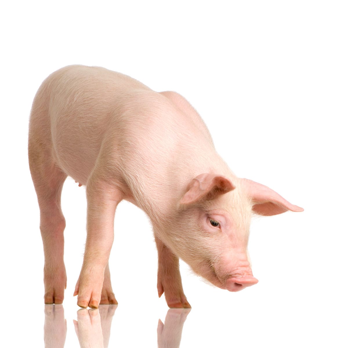 Swine - Harris Distributing, Bloomfield, IA