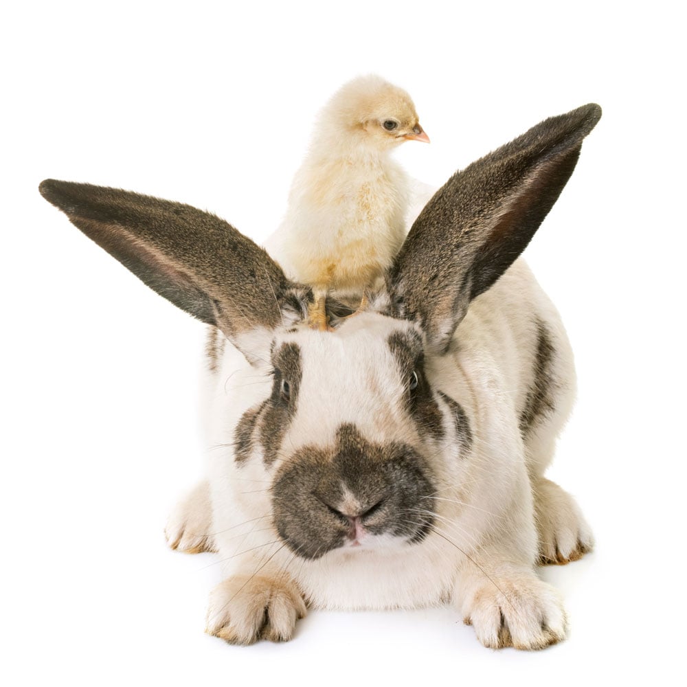 Rabbit & Poultry - Harris Distributing, Bloomfield, IA